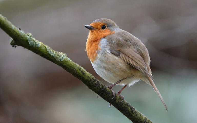 Learn about local animals with these outdoor wildlife cameras