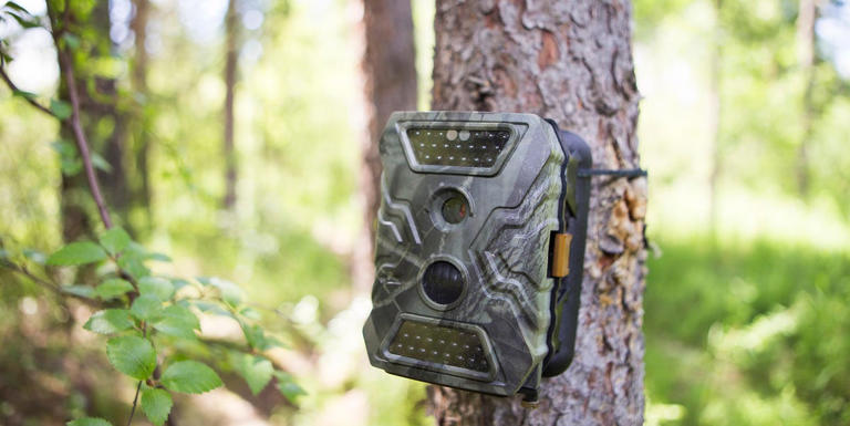 Learn about local animals with these outdoor wildlife cameras