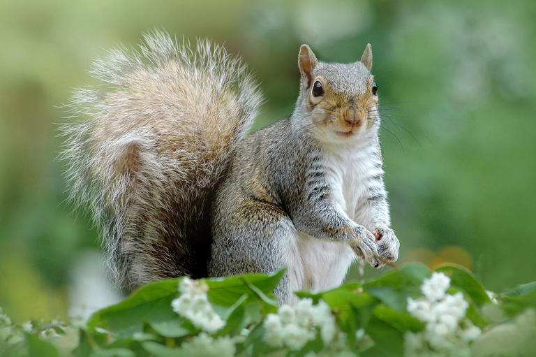 Learn about local animals with these outdoor wildlife cameras