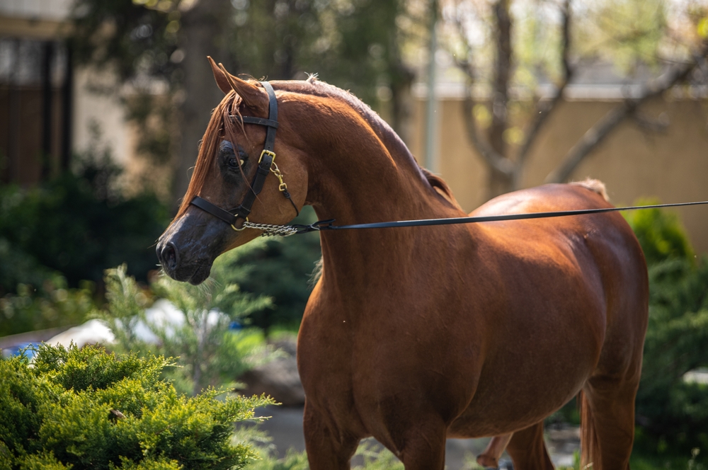14 of the Best Looking Animals on the Planet