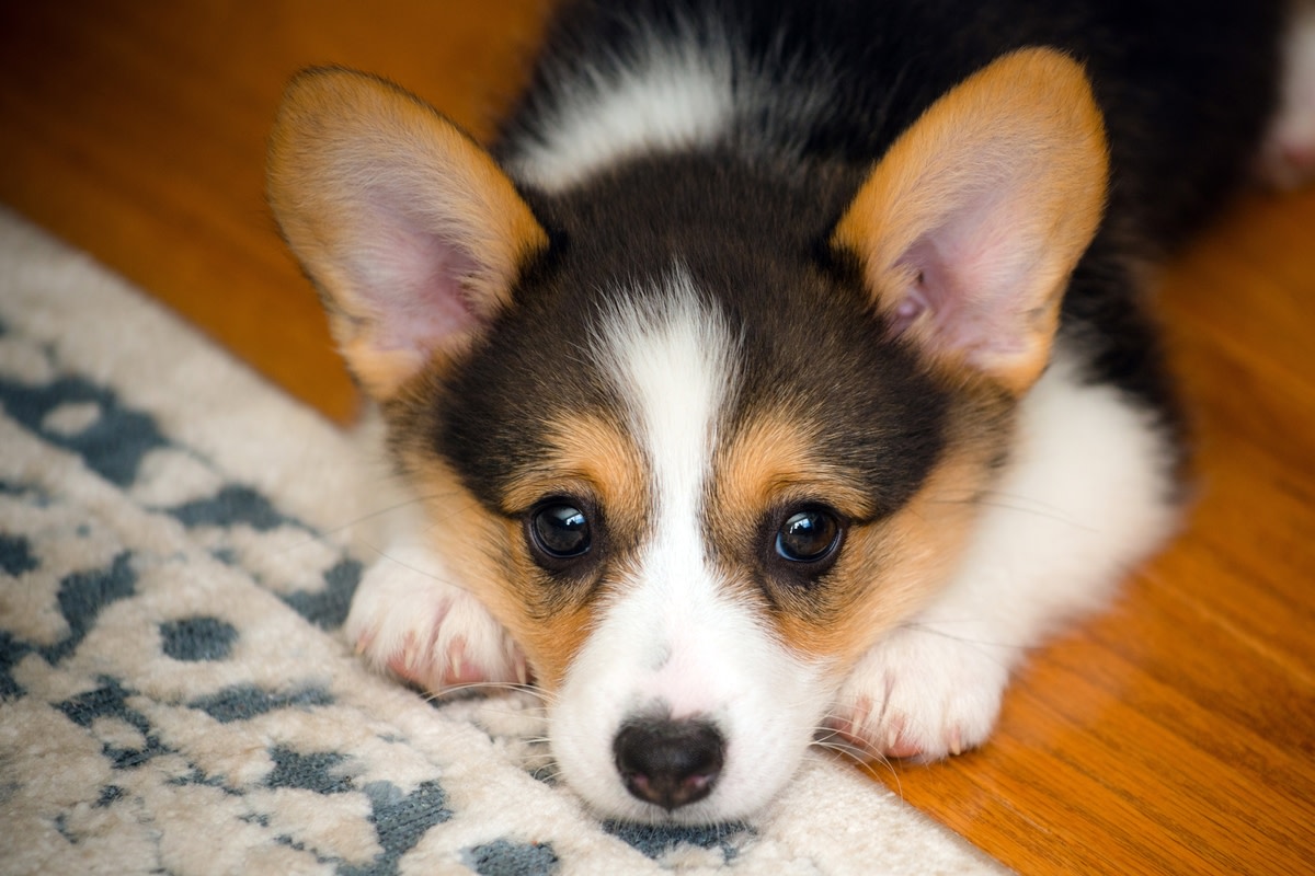 Sweet Corgi Puppy Surprise for Girl Living with Rare Form of Cystic ...