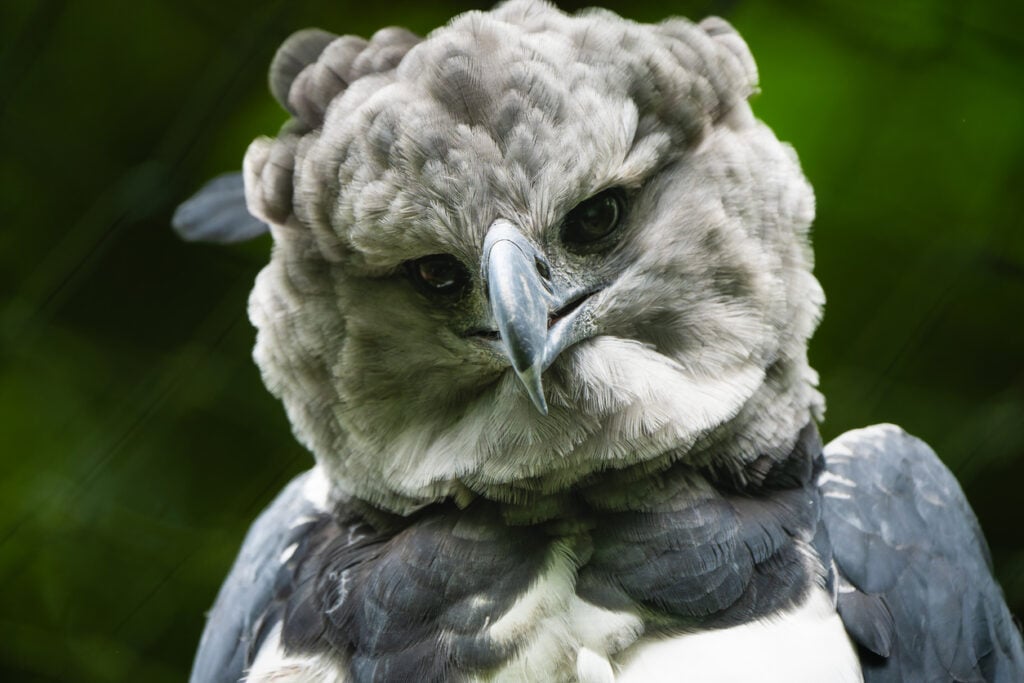 Massive Harpy Eagles Dominate the Jungle with 11 Features That Even ...