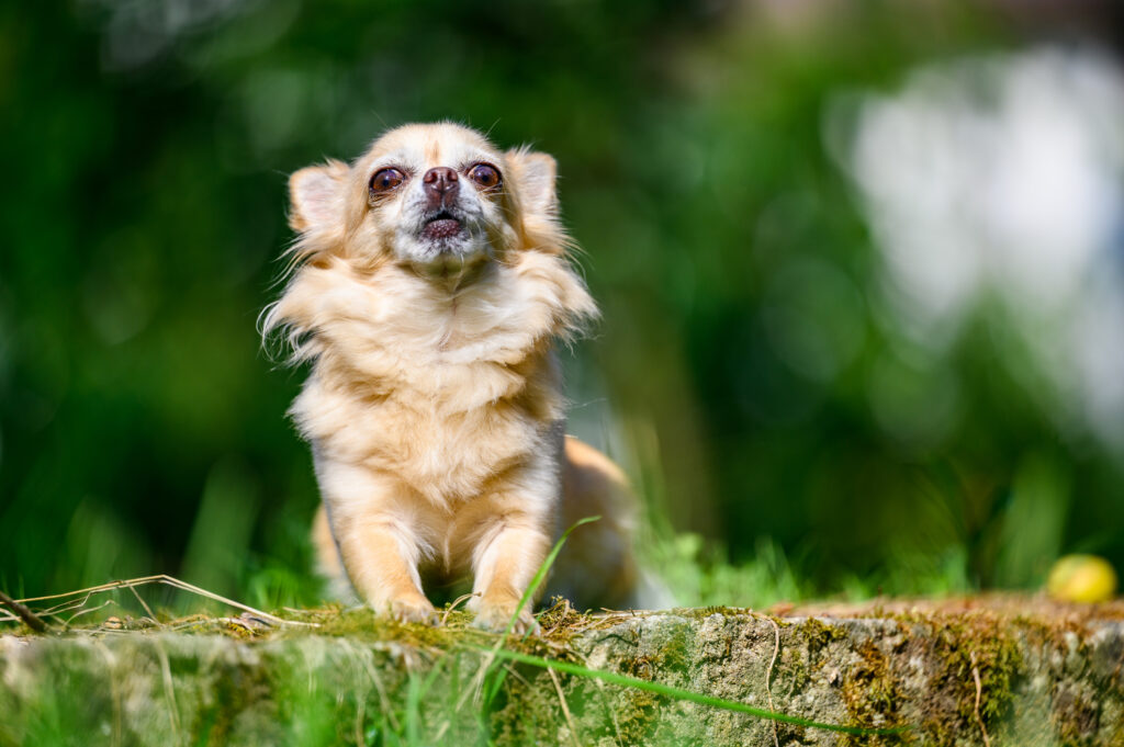 Meet 11 Dog Breeds Famous for Their Wild and Crazy Barking Styles