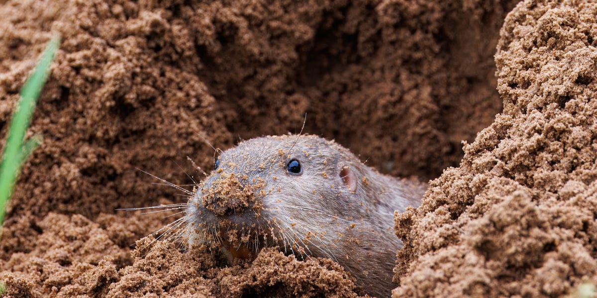 40 Years Ago, Scientists Dropped Gophers Onto a Volcano. Today, They're ...