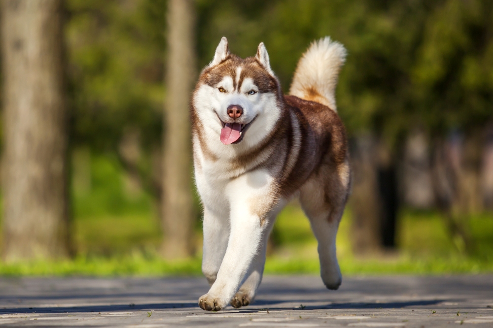 12 Dog Breeds That Are Basically Real-Life Werewolves