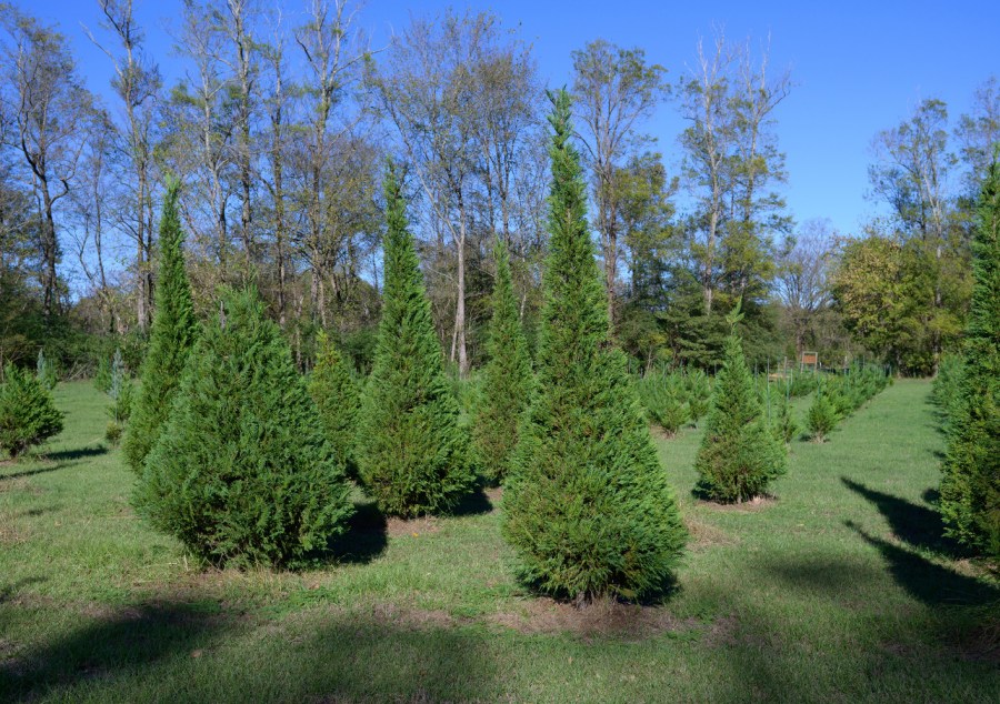 Mississippians spend 9th most on Christmas trees: survey