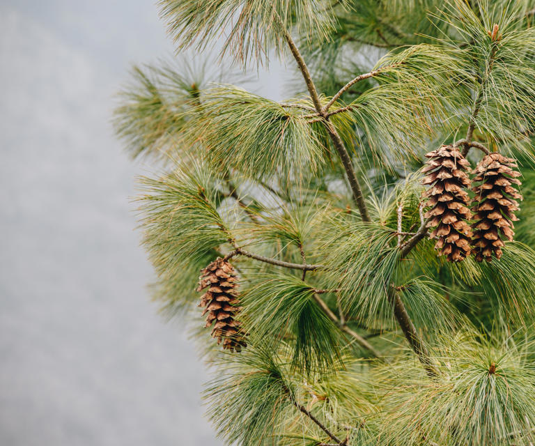 Evergreen trees never to grow – 5 troublesome species to avoid and what ...