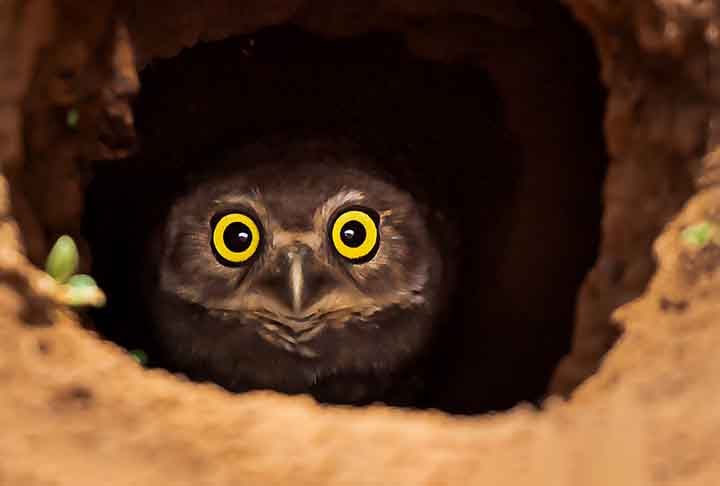 Nada escapa: Espécies com visão aguçada no mundo animal