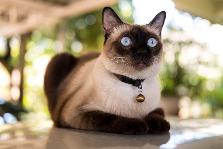 The cat breeds that really hate being alone — and what it really does ...