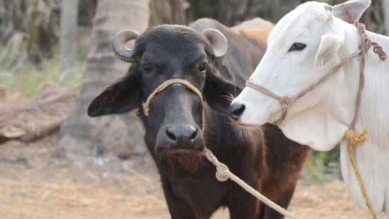 Animal Husbandry: गाय-भैंस के लिए NDRI के वैज्ञानिकों की ये सलाह जरूर ...