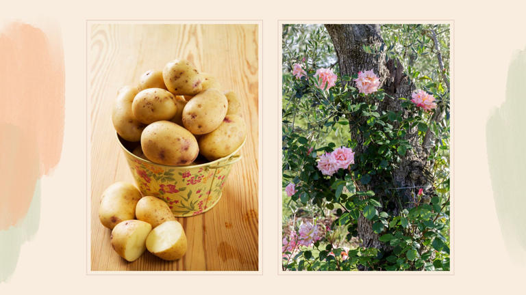 Flower specialist reveals why a potato is all you need to establish a ... Flower specialist reveals why a potato is all you need to establish a ...