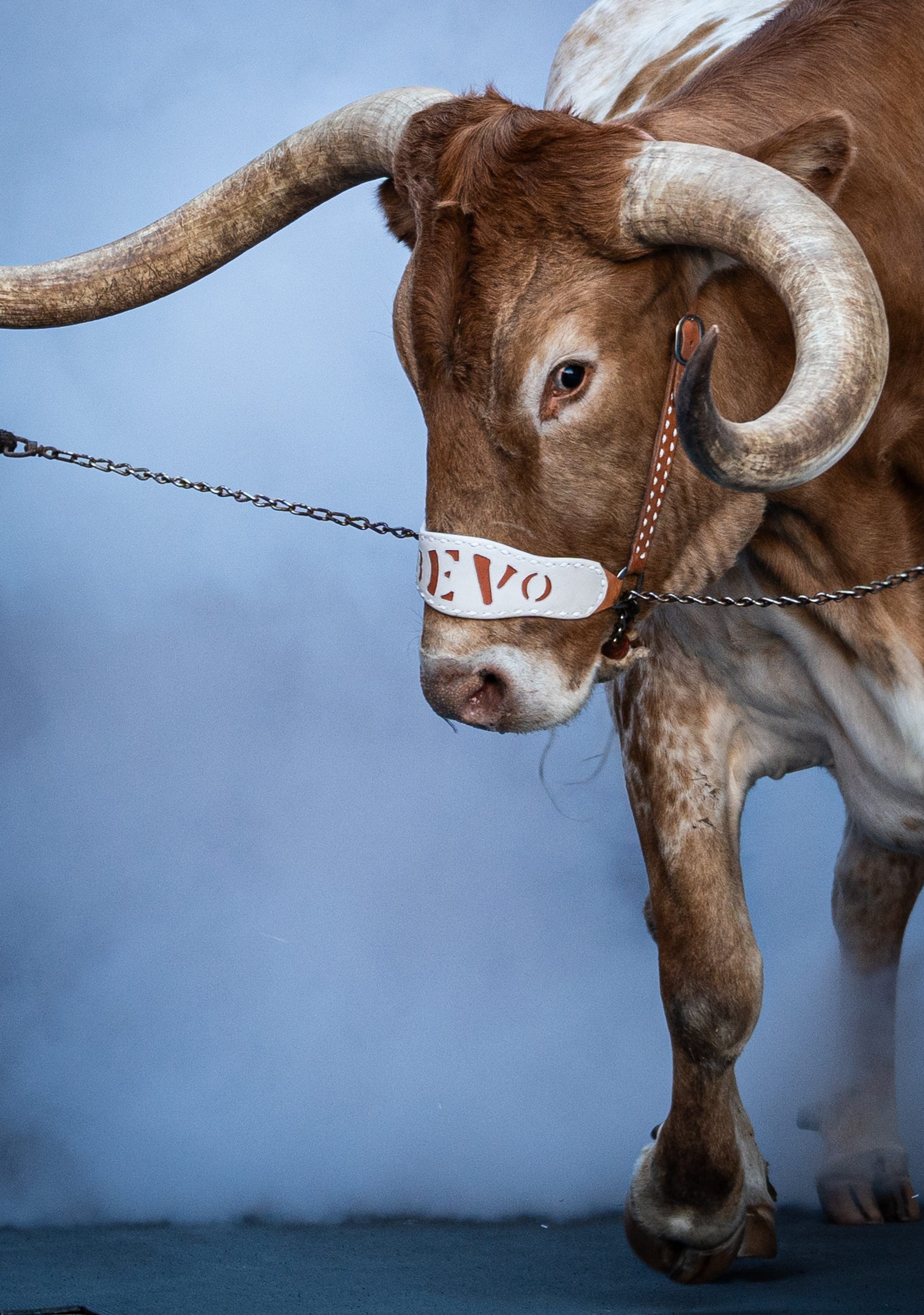 Texas football: Can Bevo attend Cotton Bowl against Ohio State?