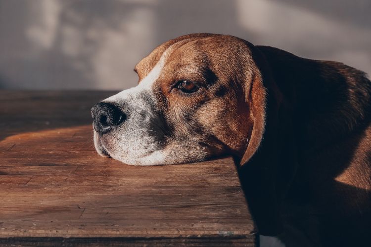 Small things that can make your dog feel unloved