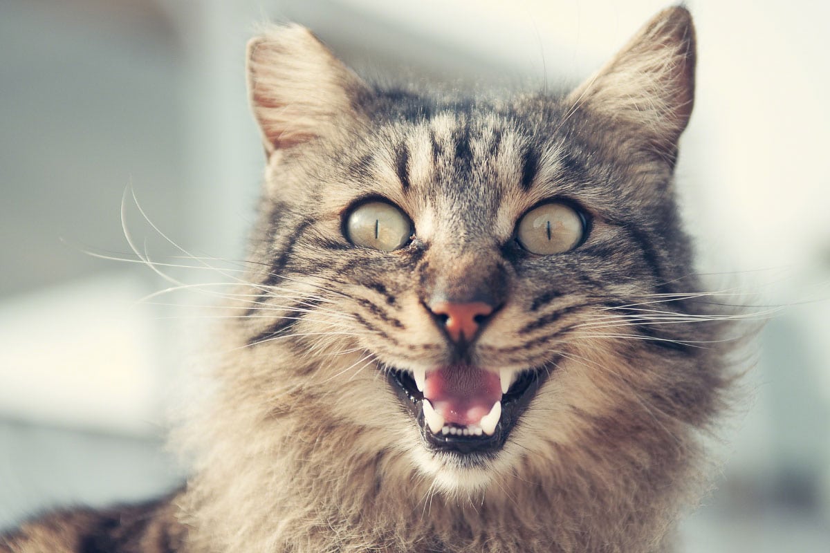 10 things your cat treats as a crisis — and what’s actually going on