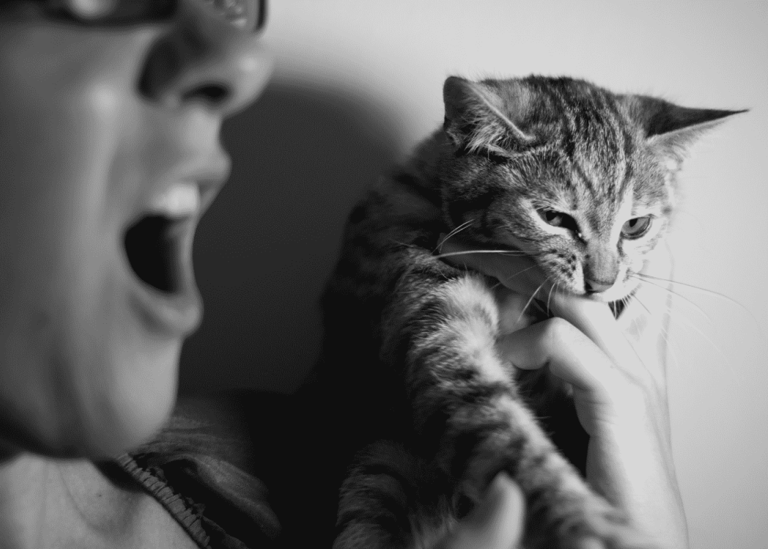 Why Does Your Cat Grab Your Hand and Then Bite You?