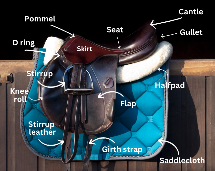 These are the essential items of tack every horse rider needs to have