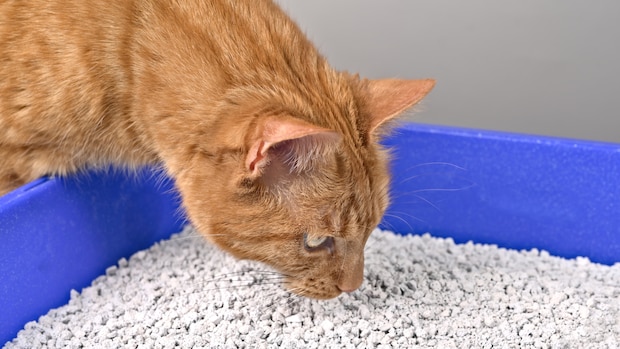 Stinkendes Katzenklo: Diese 5 effektiven Tricks schaffen Abhilfe