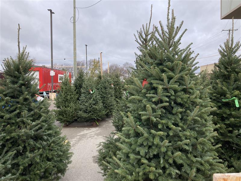 We're looking for photos of Appleton-area Christmas trees. Here's how ...
