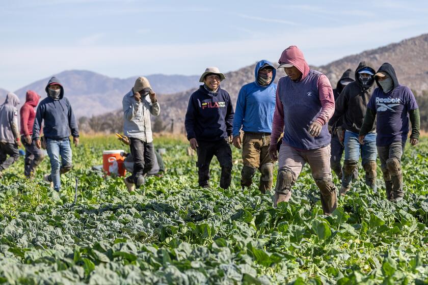 California farm groups look to stabilize workforce amid crackdown on ...