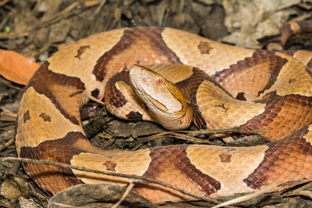13 Deadly Snakes That Could Be Hiding in Your Backyard Right Now