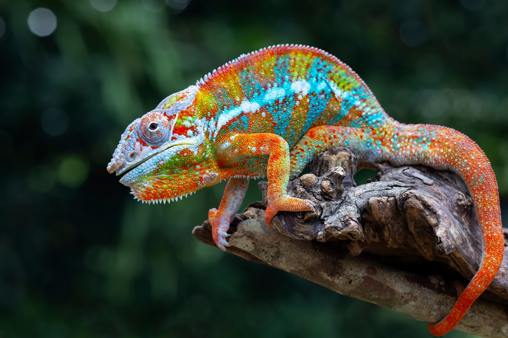 14 Animals That Can Change Shape, Color, or Gender
