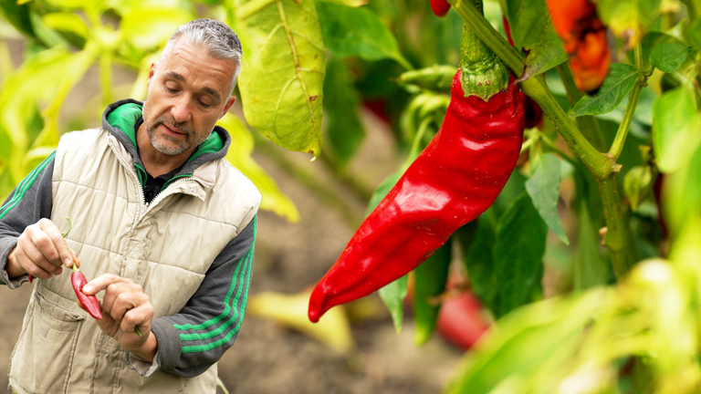Inside the Painstaking Process of Making Hungarian Paprika Inside the Painstaking Process of Making Hungarian Paprika