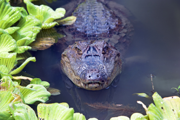 13 Of The Most Terrifying Alligator Attacks In U.S. History