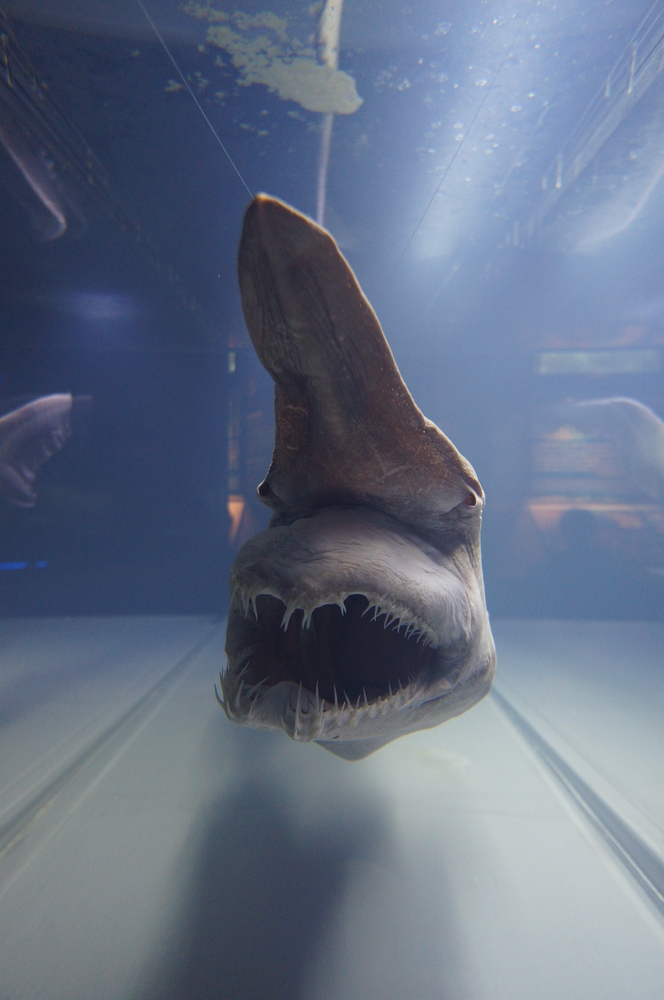 10 Sharks That Are So Weird, They Don’t Seem Real