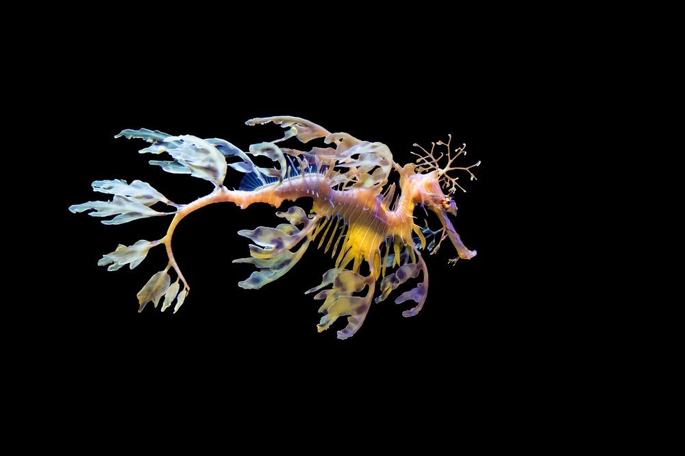 14 Extraordinary Creatures You Thought Only Existed in Nature’s Wildest ...