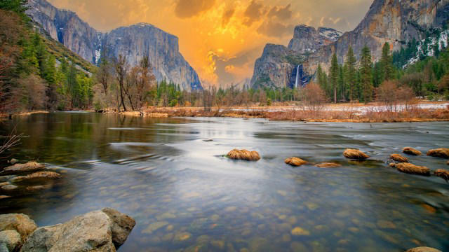 Disease-ravaged species makes unlikely comeback after yearslong ... Disease-ravaged species makes unlikely comeback after yearslong ...