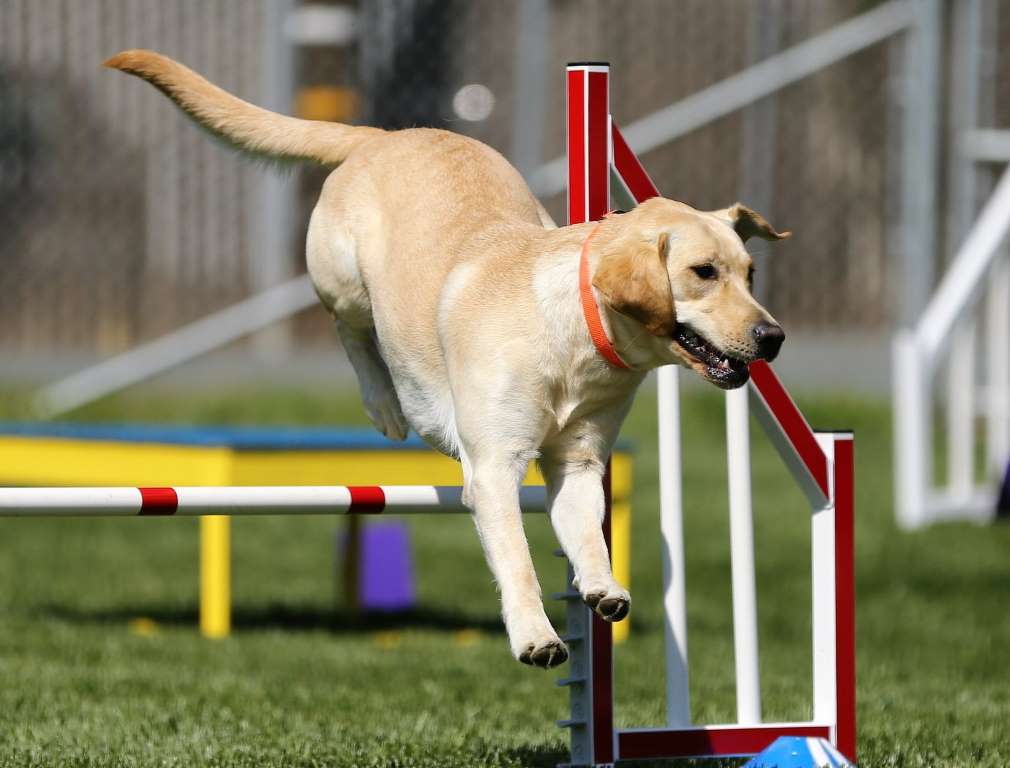 The smartest dog breeds in the world