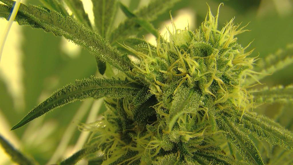 Lawsuits lead judge to halt Minnesota cannabis business license lottery Lawsuits lead judge to halt Minnesota cannabis business license lottery
