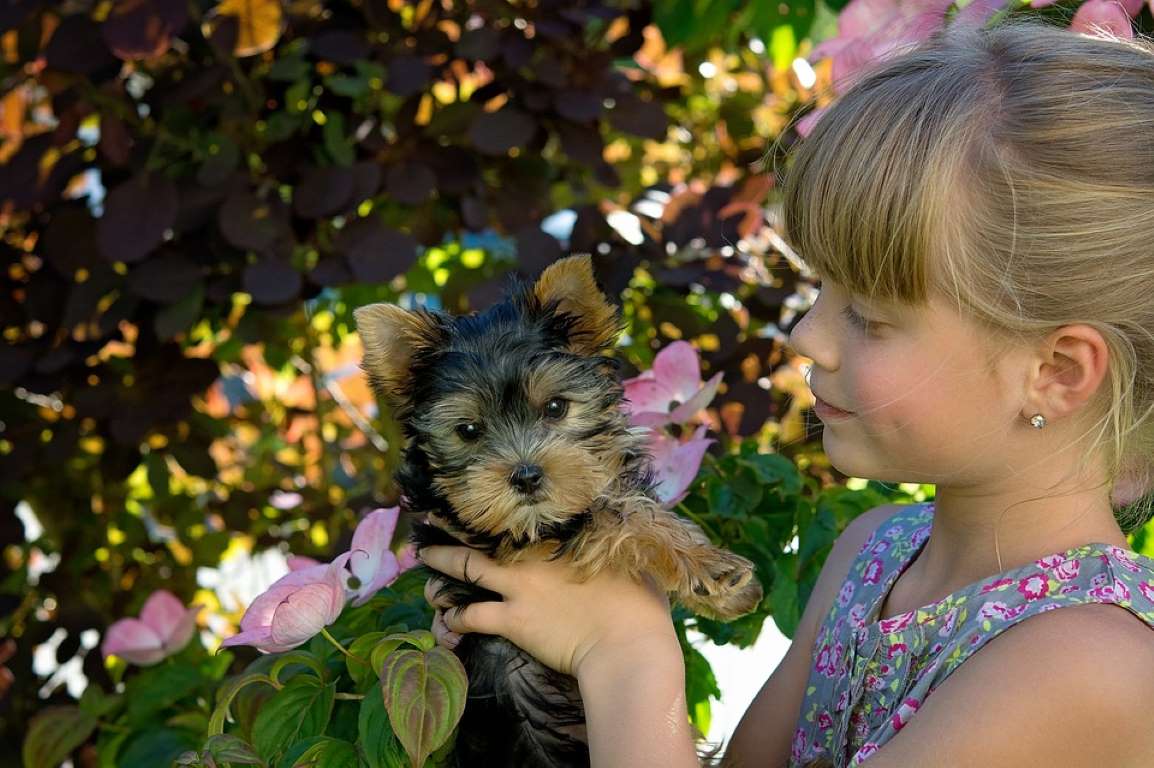 The smartest dog breeds in the world