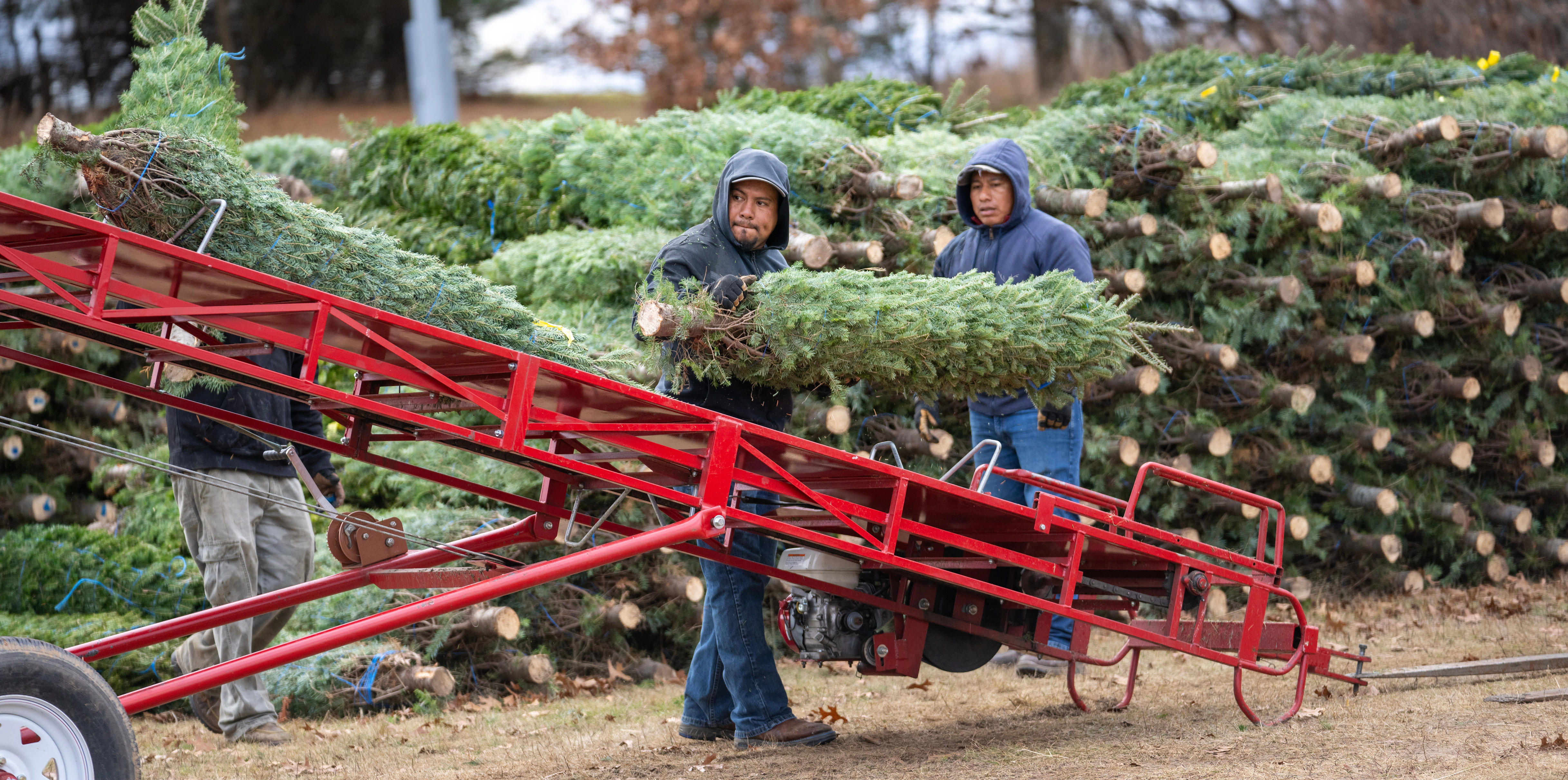 Find the best Christmas tree at these Louisiana tree farms