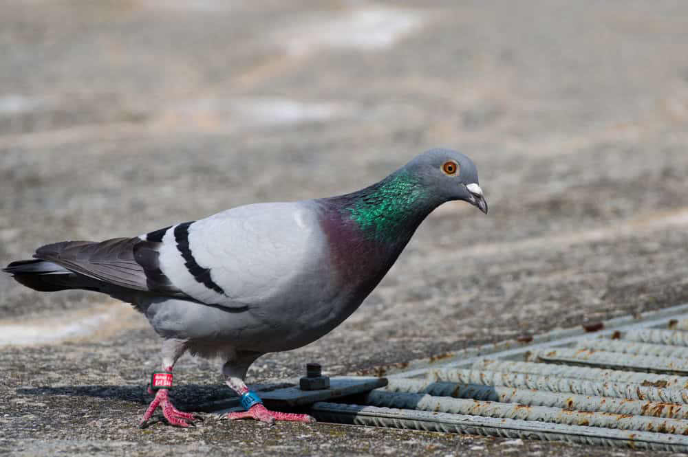 Homing Pigeons Can Navigate Across Continents Without GPS, and ... Homing Pigeons Can Navigate Across Continents Without GPS, and ...