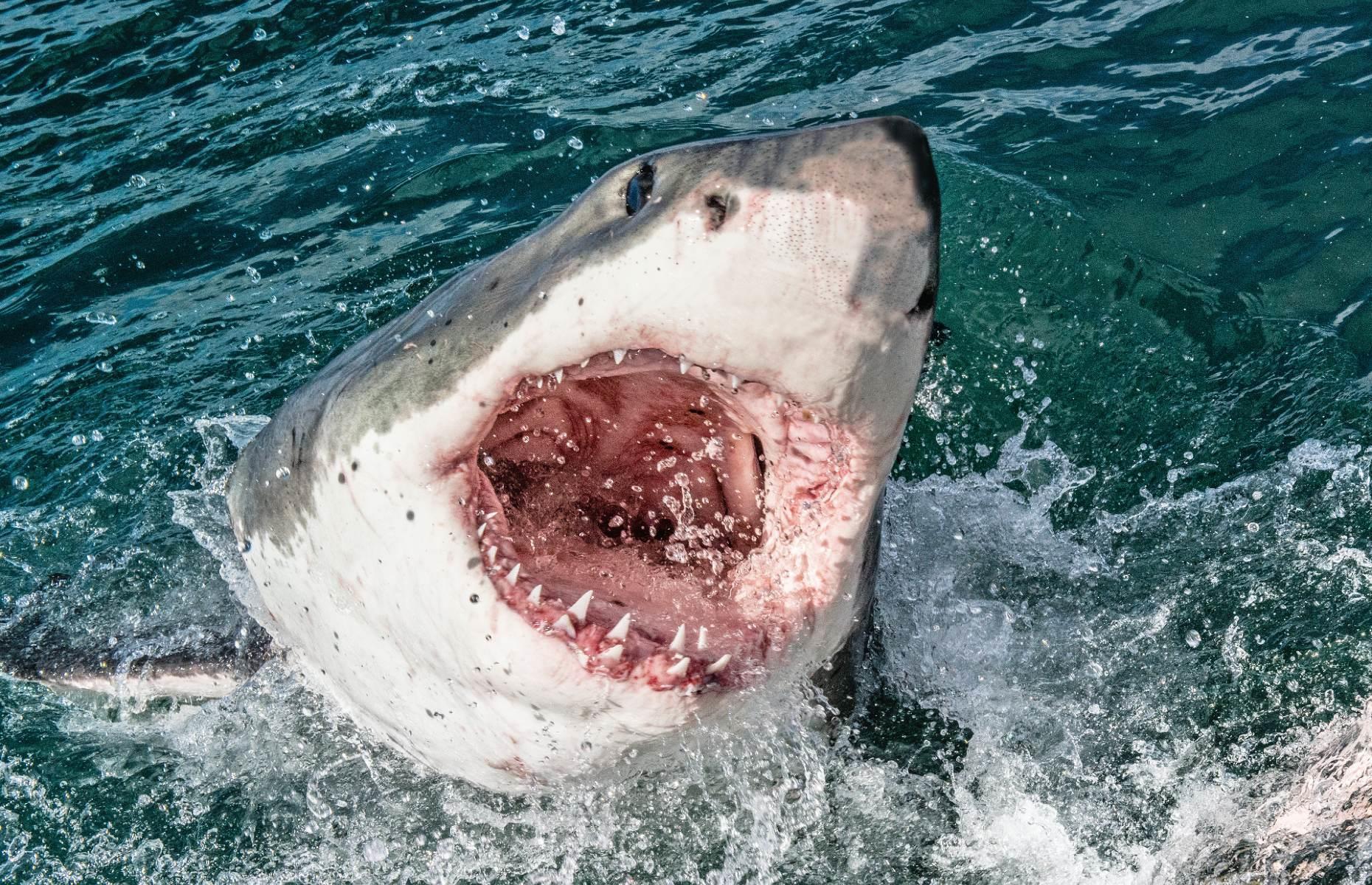 Ranked: The 30 DEADLIEST sea creatures lurking beneath the waves