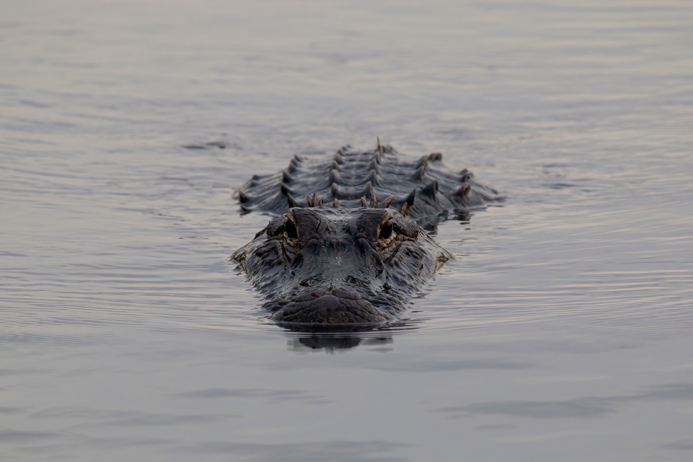 13 Of The Most Terrifying Alligator Attacks In U.S. History