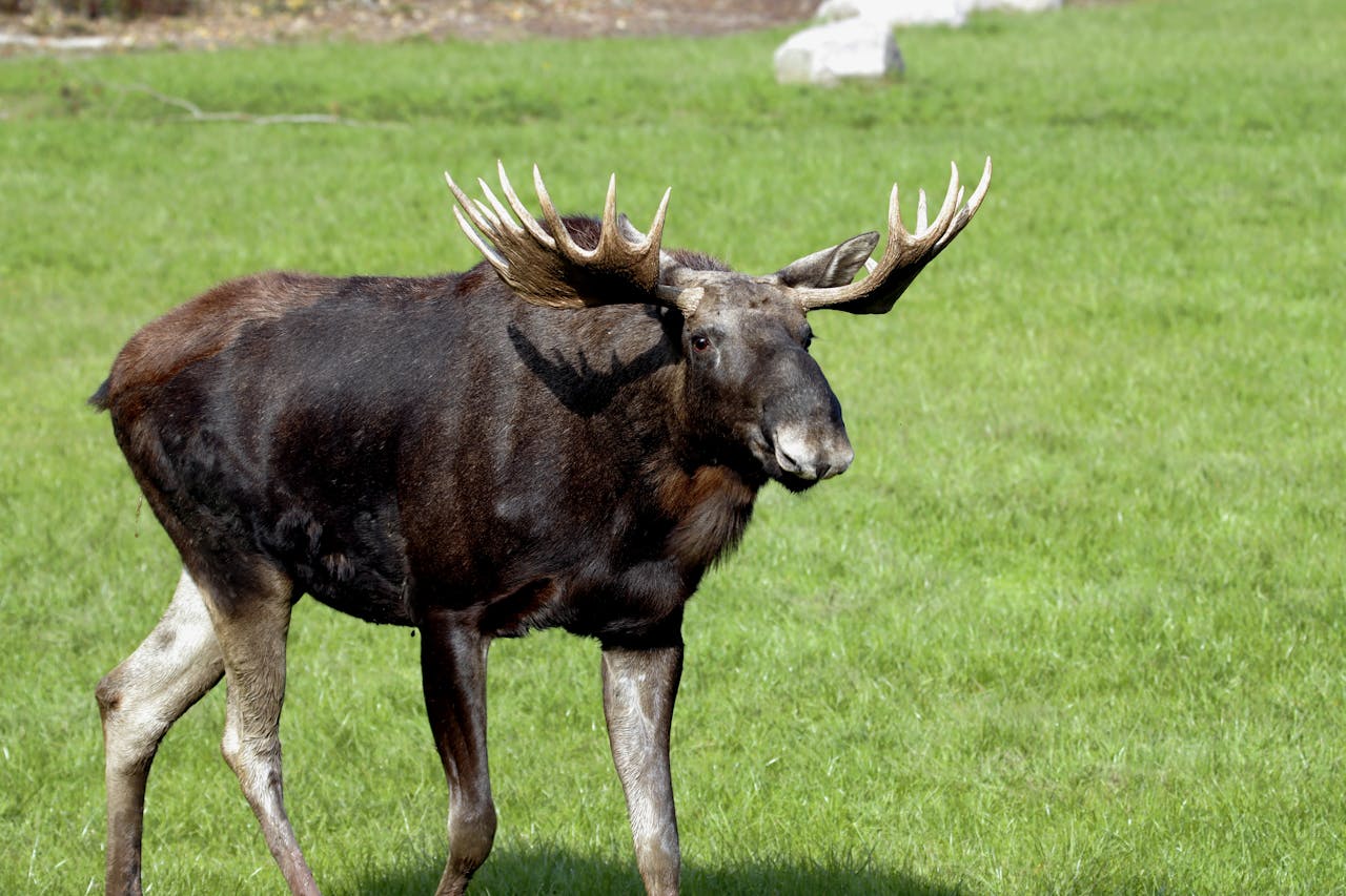 15 Amazing Facts About Canadian Moose