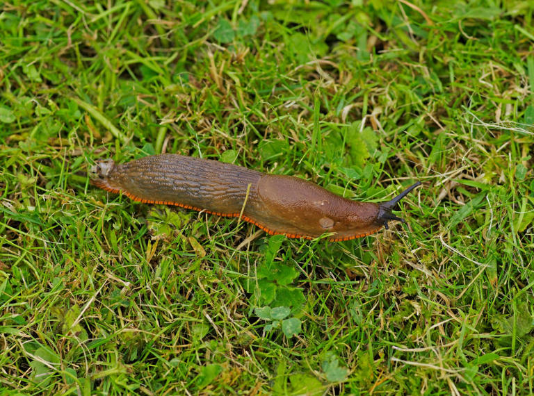 How to banish slugs from your garden and home