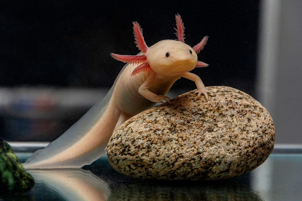 14 Alien-Looking Animals That Actually Live on Earth