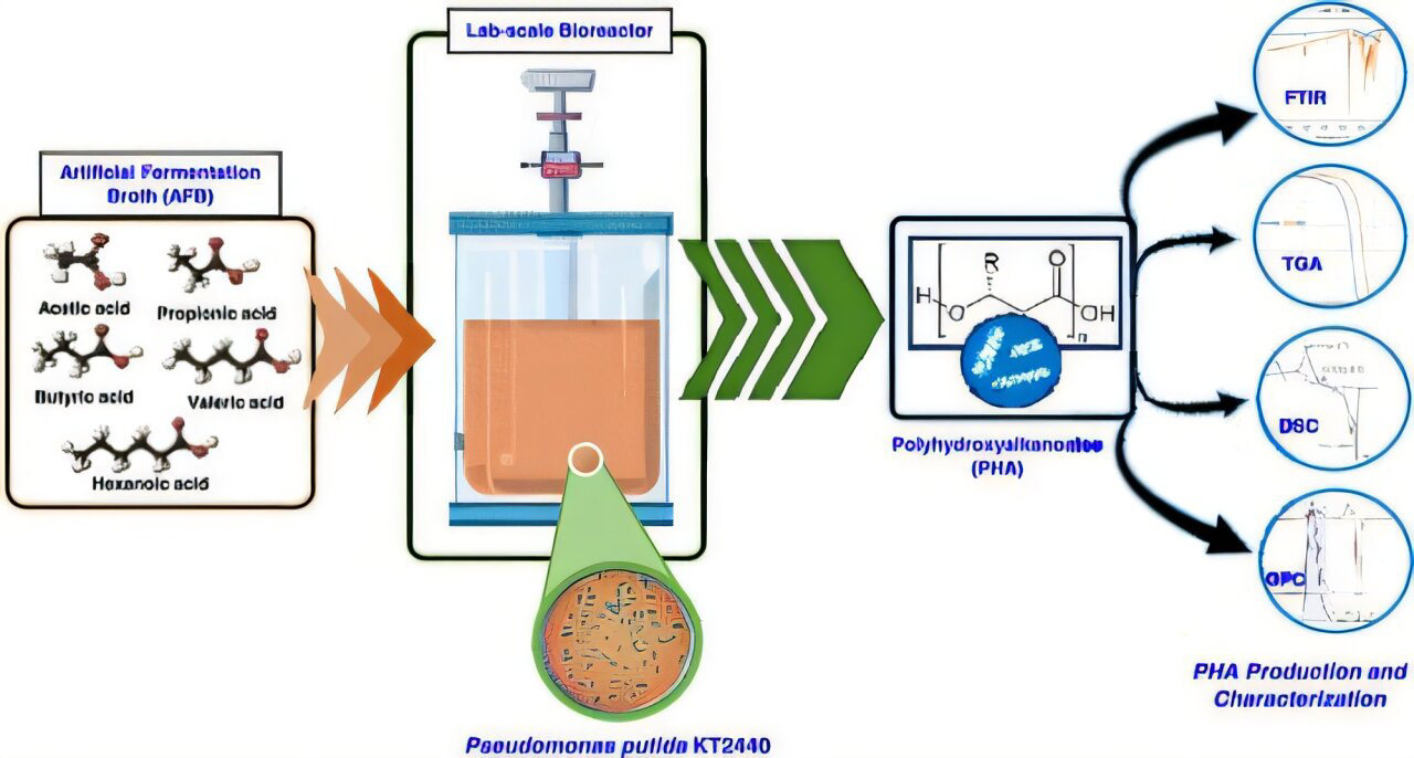 Turning table scraps into biodegradable, single-use plastics Turning table scraps into biodegradable, single-use plastics