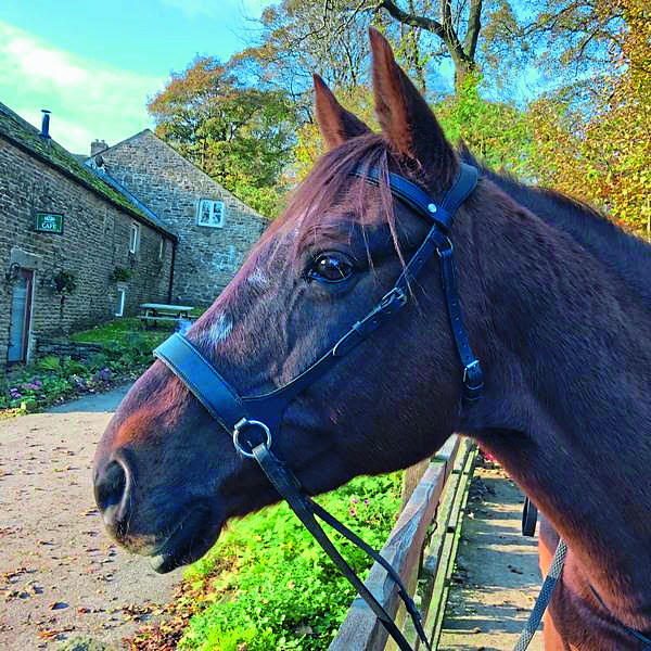 Ultimate guide to bitless bridles and the physiological advantages for ...
