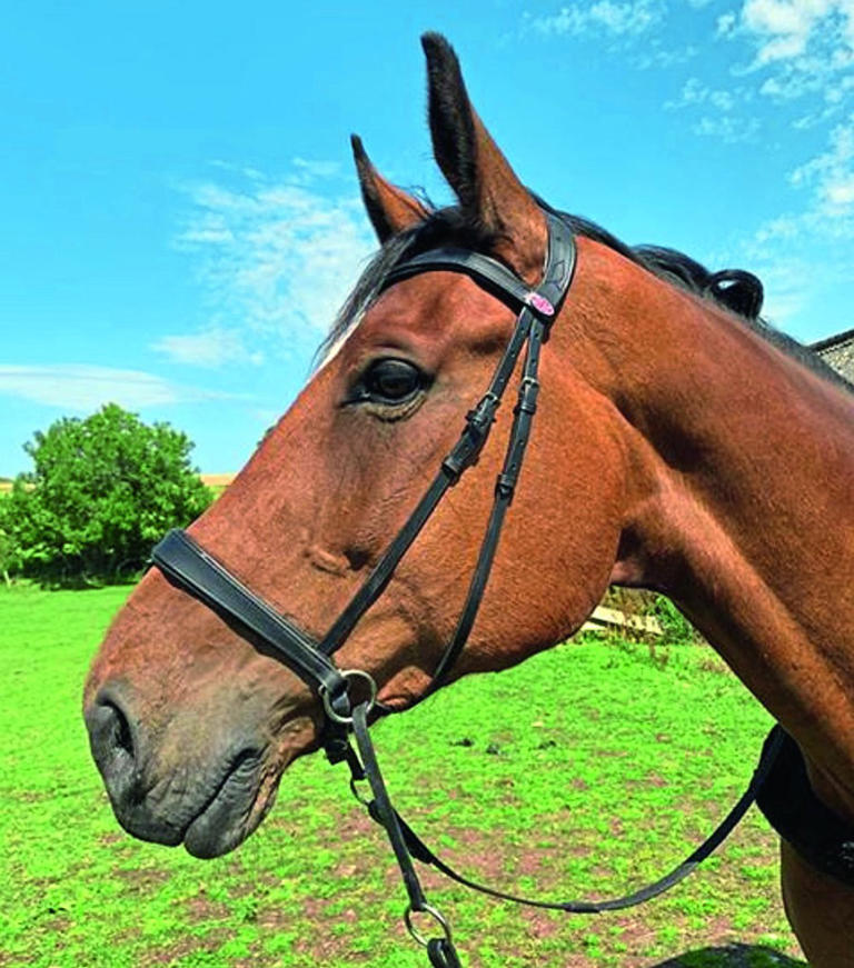 Ultimate guide to bitless bridles and the physiological advantages for ...
