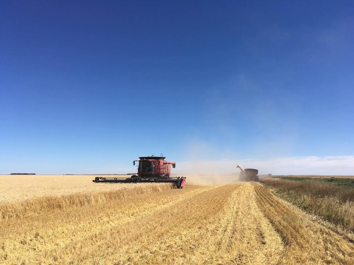 Sask. AgriStability program bumps up compensation rate to combat ...
