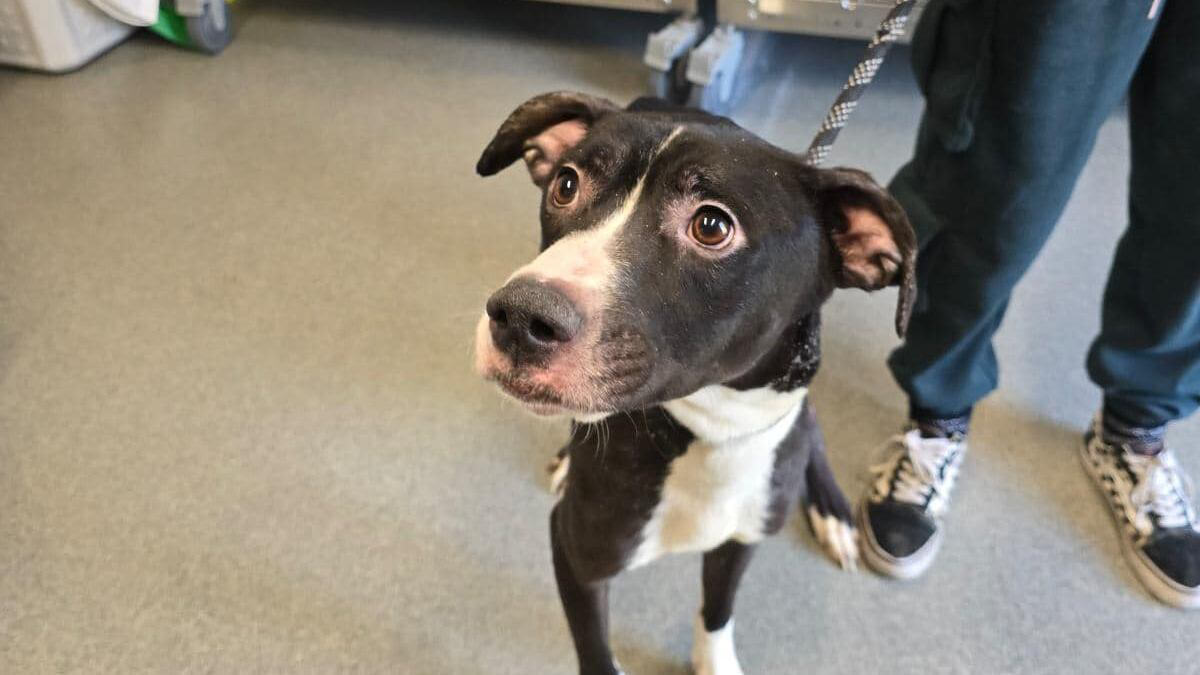 Dog returned to Ky. animal shelter 3 times finds furever home Dog returned to Ky. animal shelter 3 times finds furever home