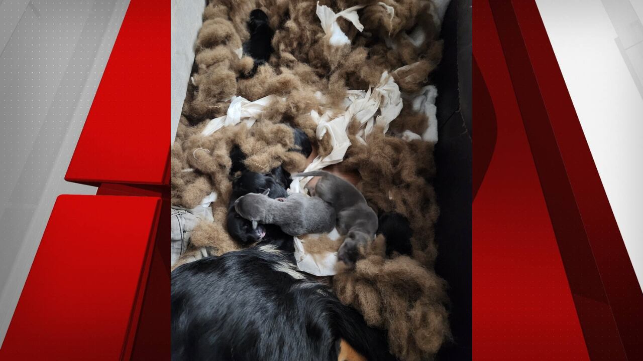 Las Vegas man accused of leaving puppies in dumpster sentenced to prison