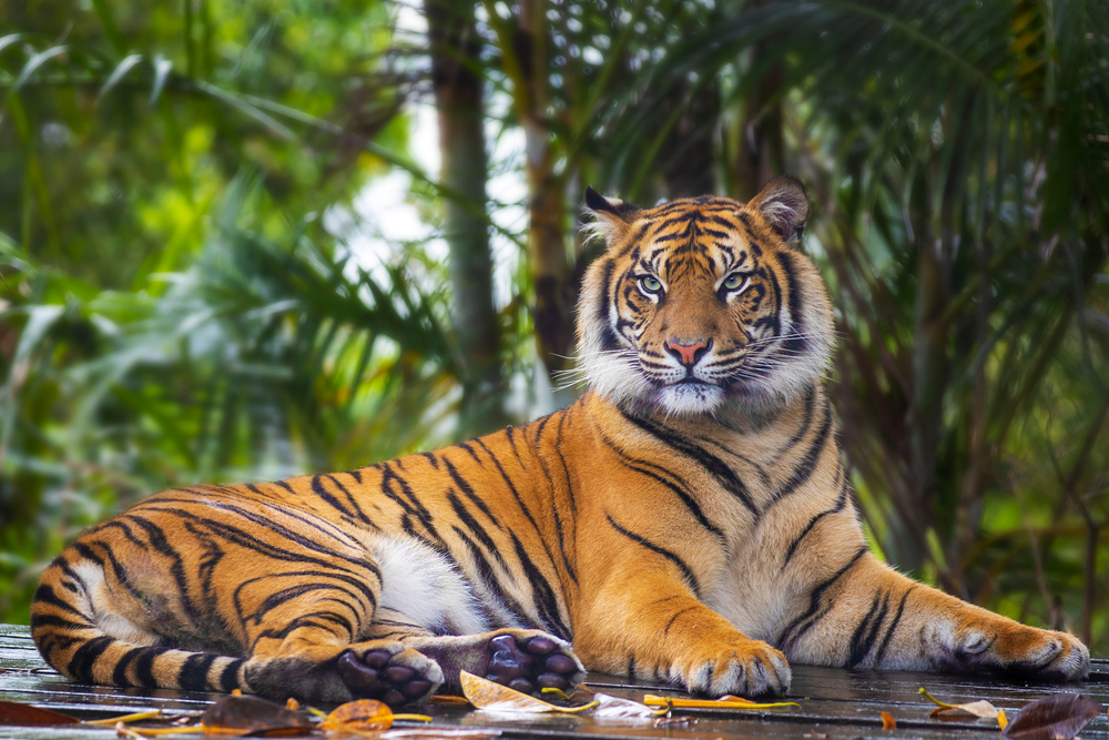 The Most Terrifying & Deadly Natural Predators On Earth