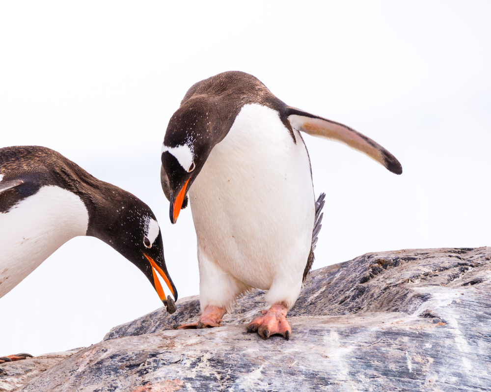 Totally Adorable Penguin Facts That Will Melt Your Heart
