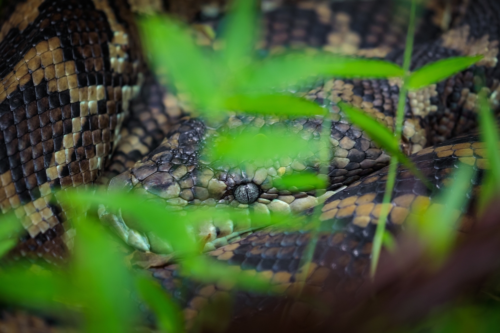 13 Signs Snakes Are Smarter Than They Want Us To Know