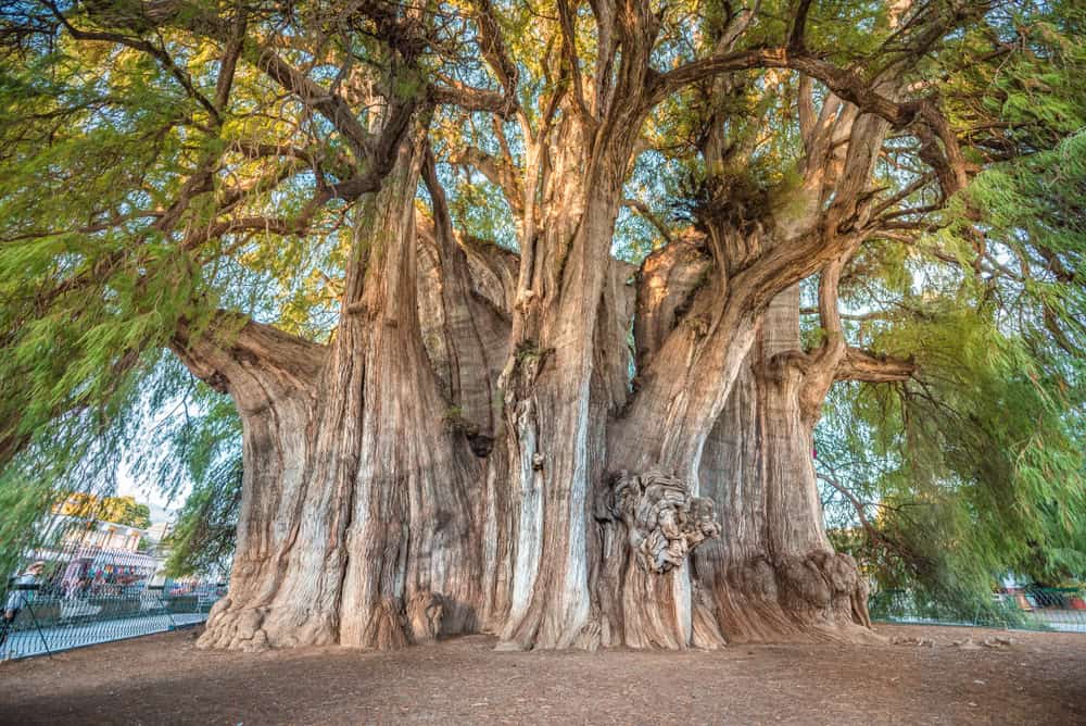 The 10 Largest Trees in the World